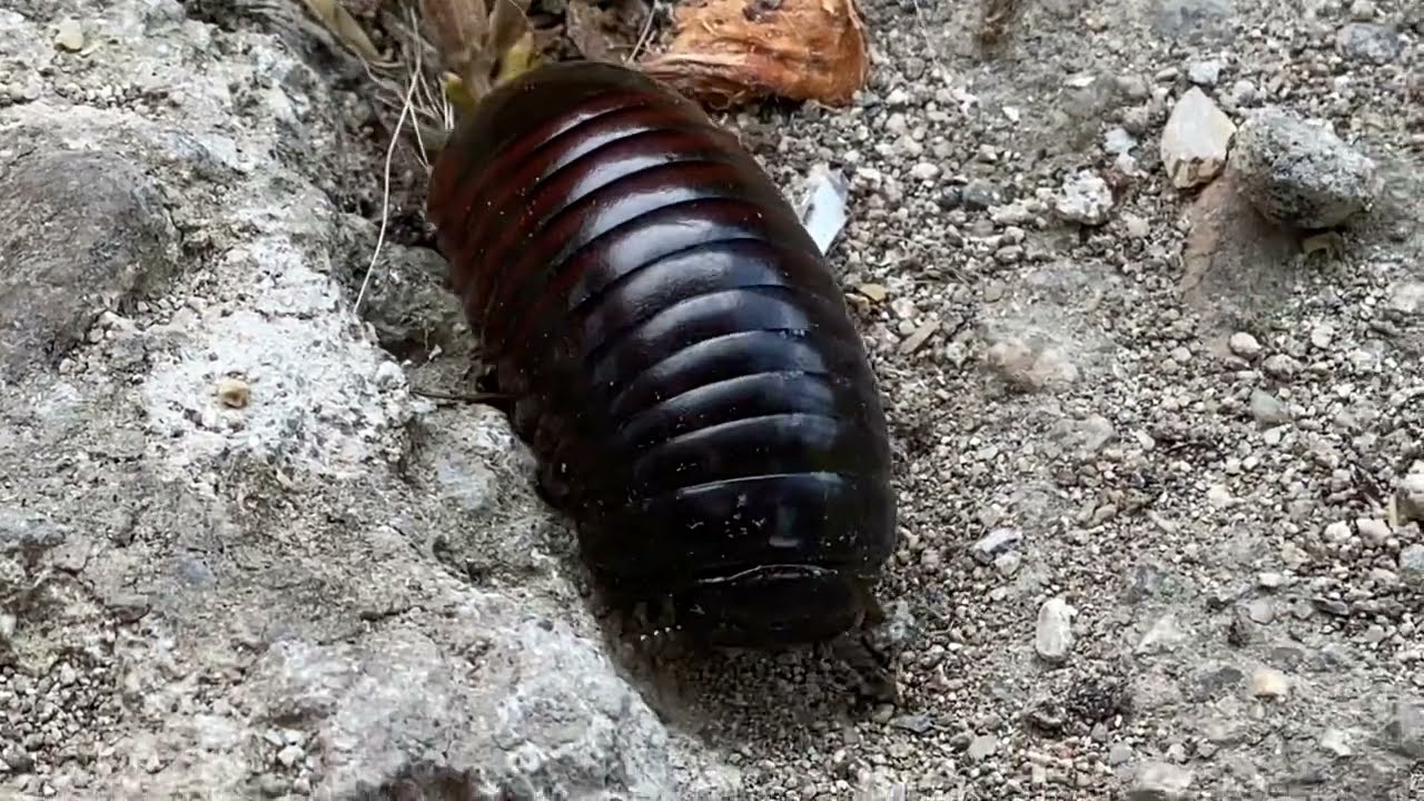 watch and observe the Giant Pill Millipede (Zephroniidae) - YouTube