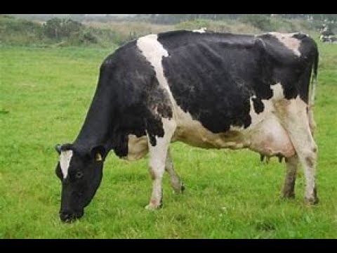 Tactical Cow Deployment - YouTube
