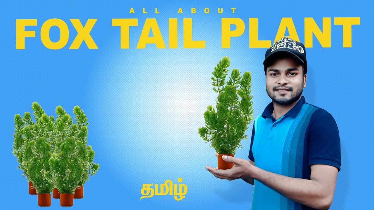 foxtail water plant | best water plant for fish breeding | best water ...