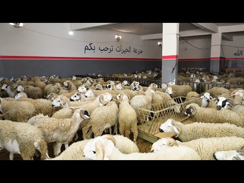 🚨🐑  إكتشف أسعار وجودة أضاحي مزرعة الخيرات بسيدي بيبي التي يتحدث عنها الجميع!..