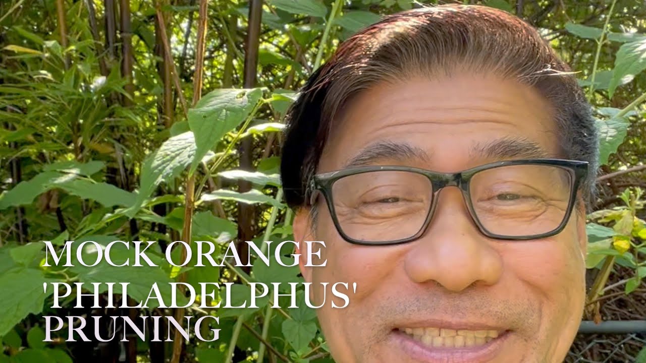 Mock Orange ‘Philadelphus’ Pruning - YouTube