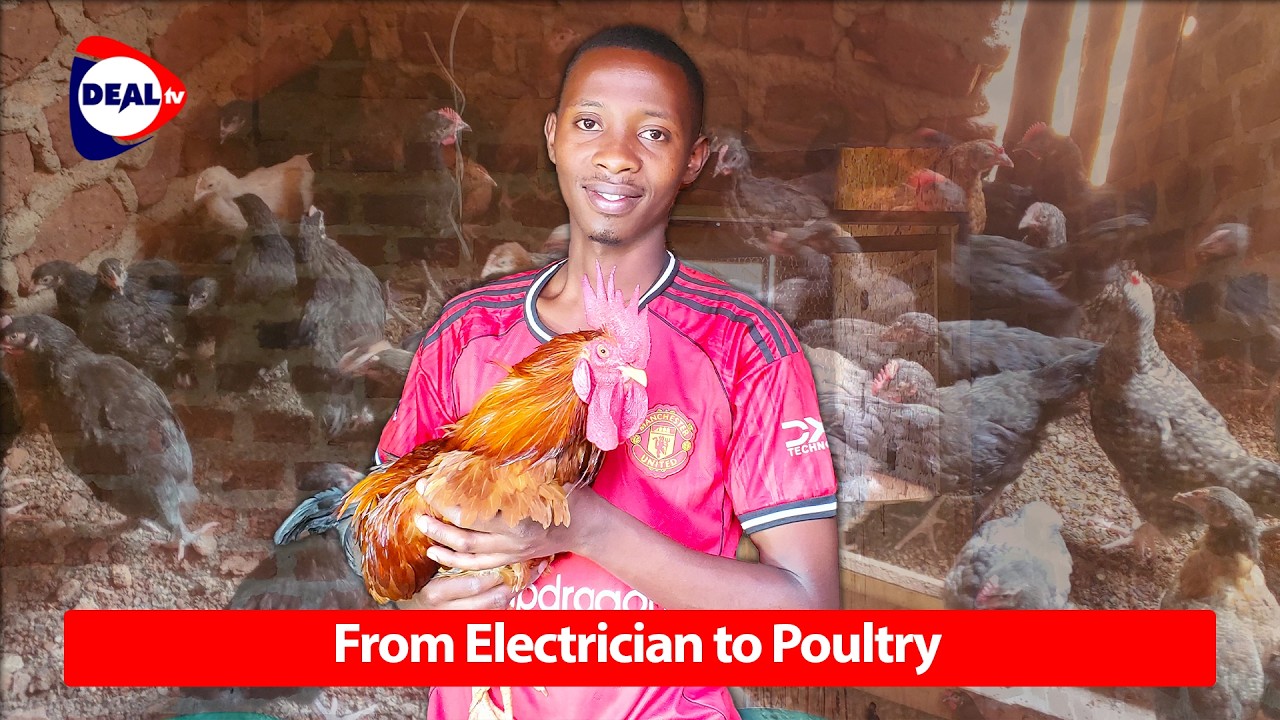 23-Year-Old Electrician Turns Poultry Farmer | How To Make 5M Monthly ...
