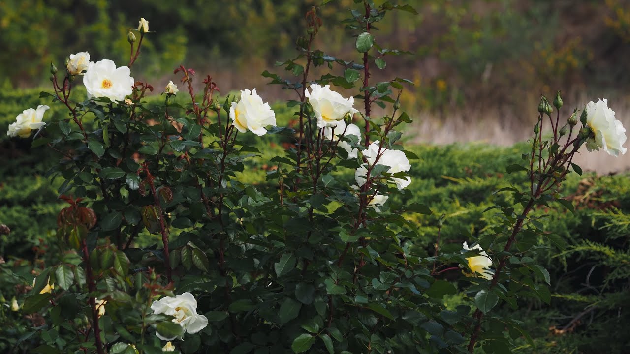 Mentor®-Rose by Kordes - a new, stylish, extremely healthy and vigorous ...