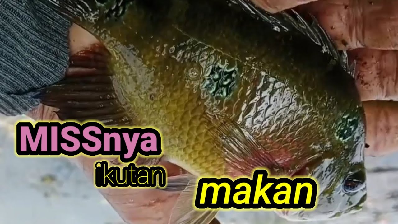 Full strike lohan, bocil PAUD beserta gurunya...... Mancing ikan red ...