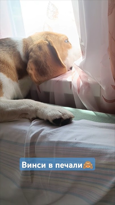 Оставь меня старушка я в печали😄 бигль Beagle настроение