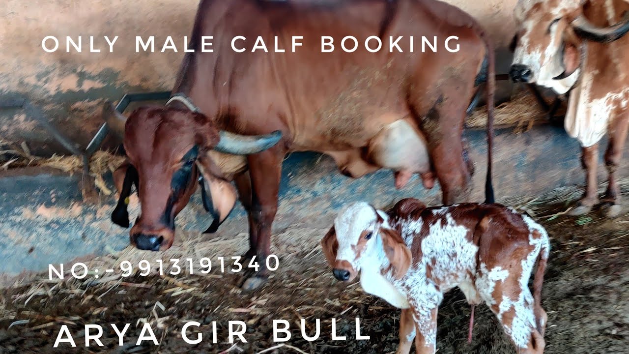 20Th Result Of Arya Gir Bull | Only Male Calf Booking | ARYAMAN GIR ...