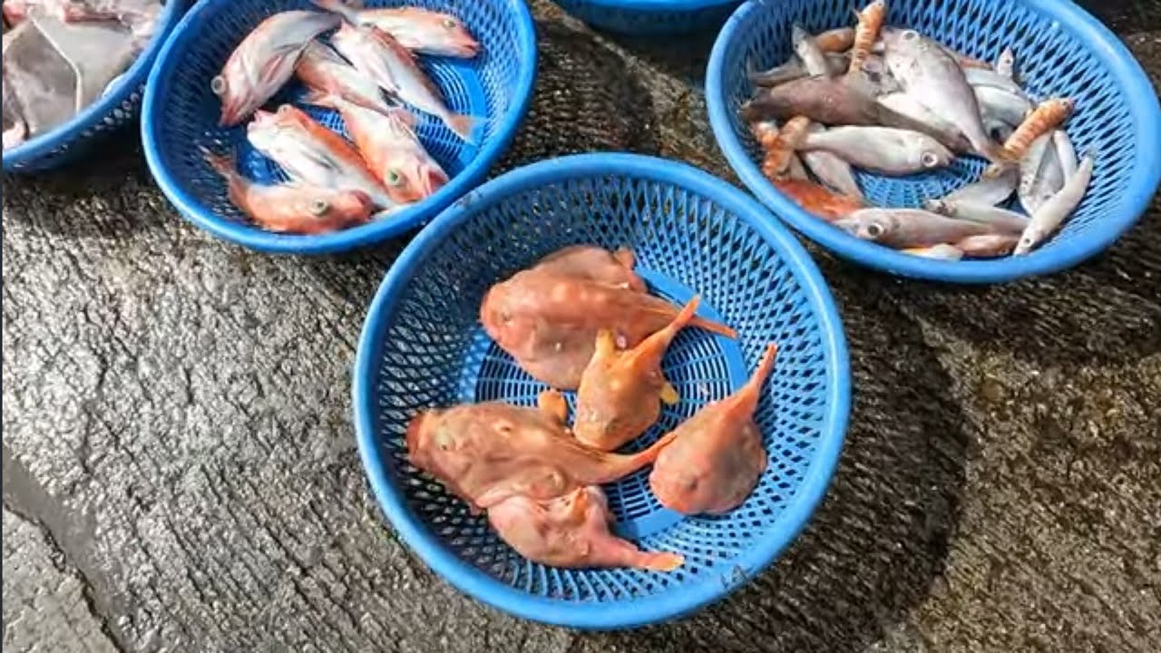 Amazing red Monkfish 紅色安康魚 真奇妙 大溪漁港 seafood fishport - YouTube