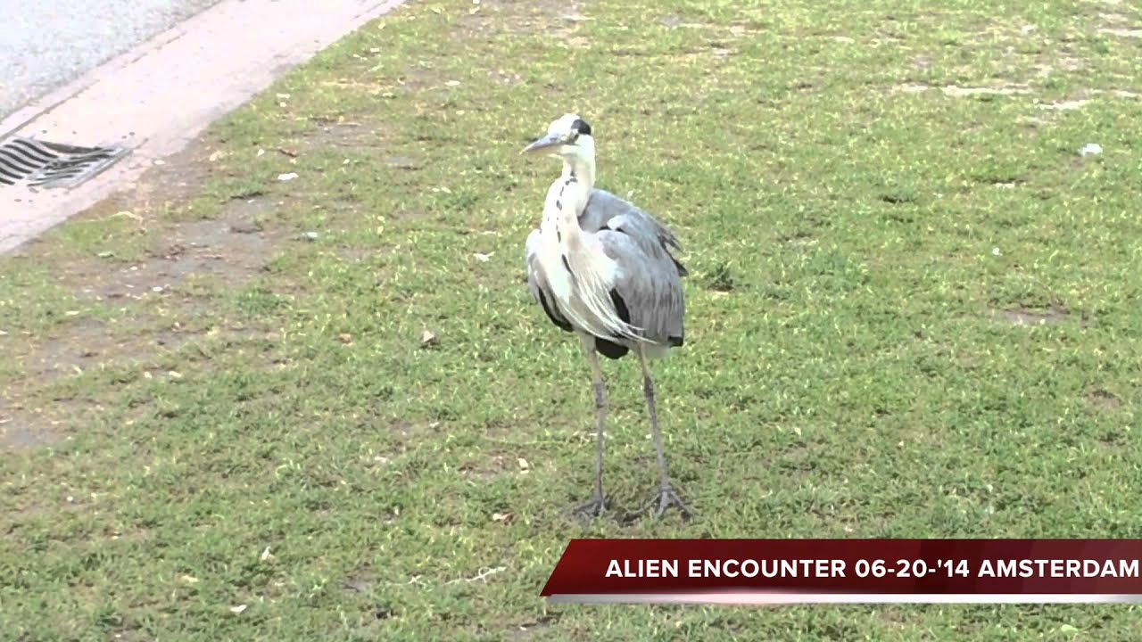ALIEN ENCOUNTER IN AMSTERDAM 20-06-2014 - YouTube