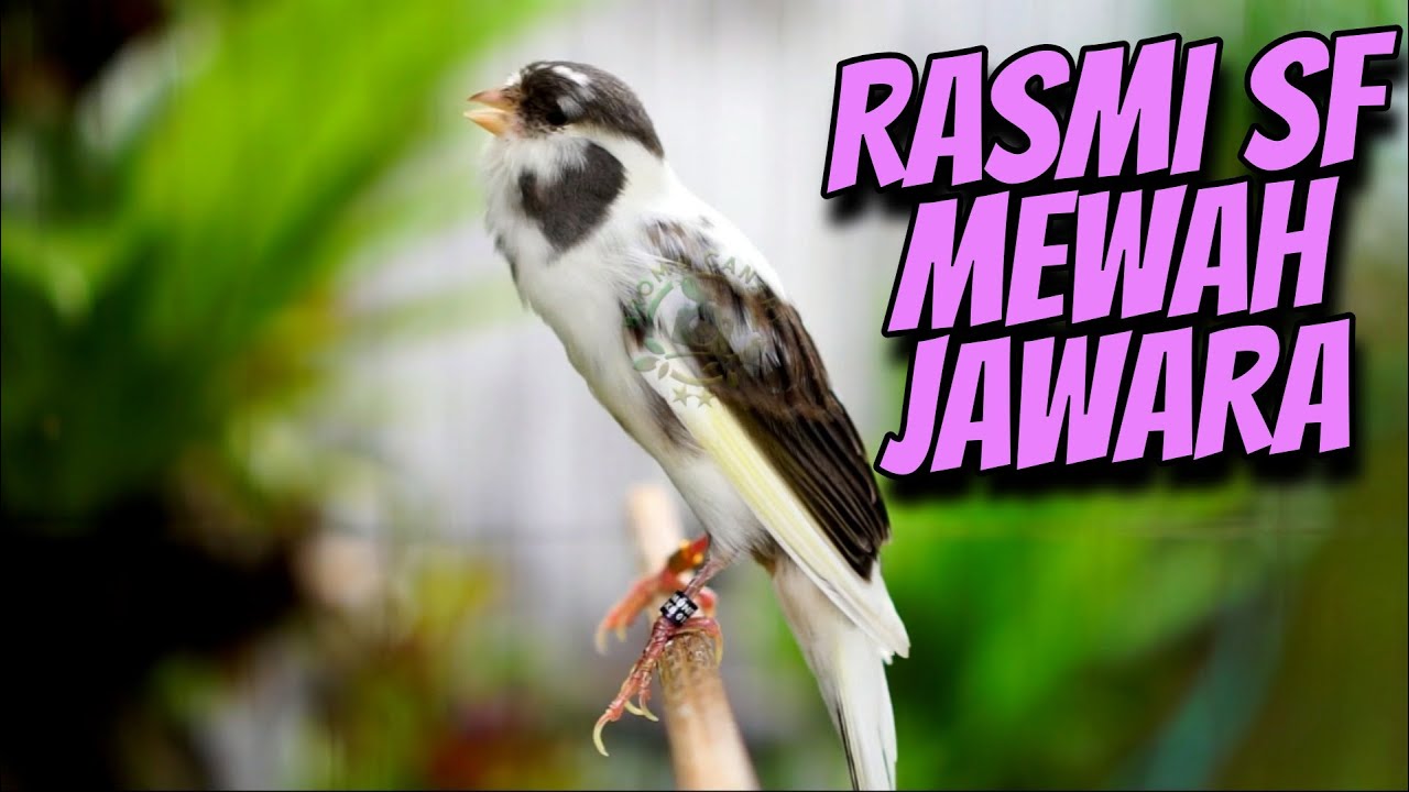 KENARI RASMI SF PANDA IDAMAN - MASTERAN KENARI ISIAN BLACKTHROAT DAN ...