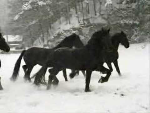 les plus beau frisons par delphine - YouTube