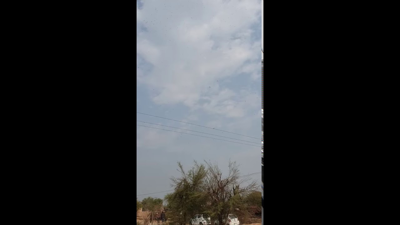 How Much dangerous attack of Teddi dal ,Makkri in Cholistan ,Yazman on ...