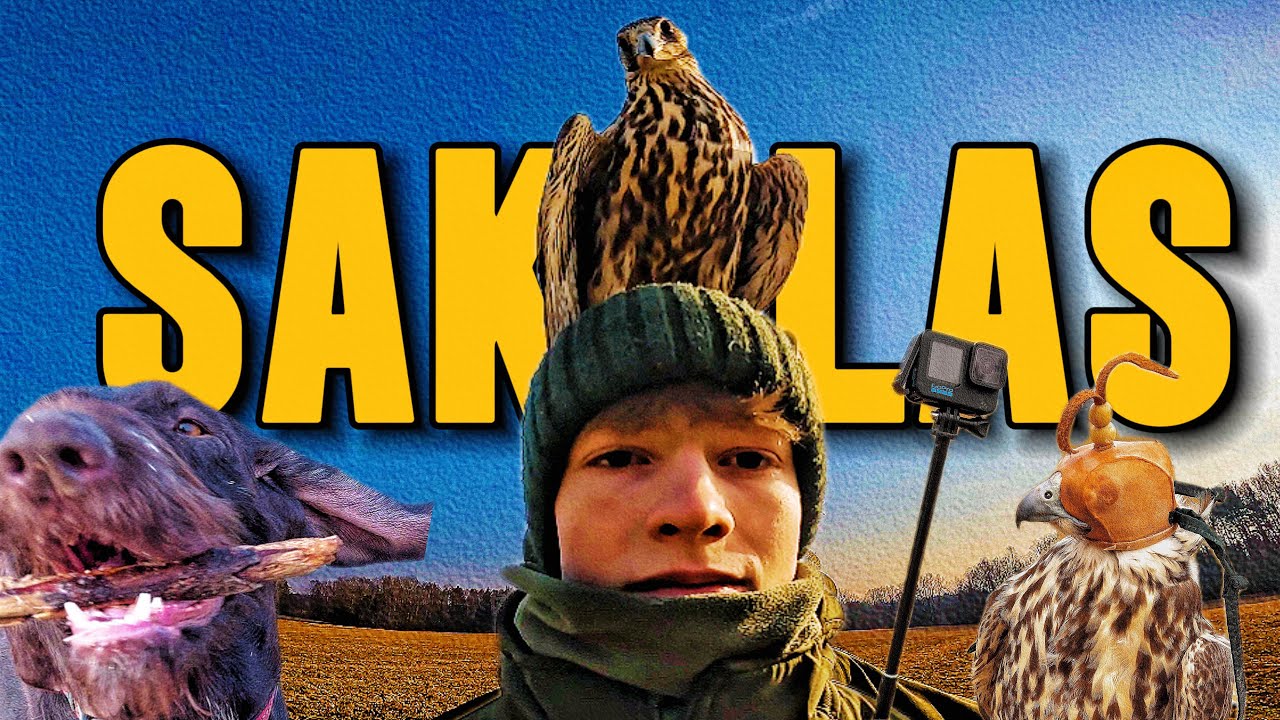 Unikalus medžioklės būdas sakalu bei sakalo pabėgimas - YouTube
