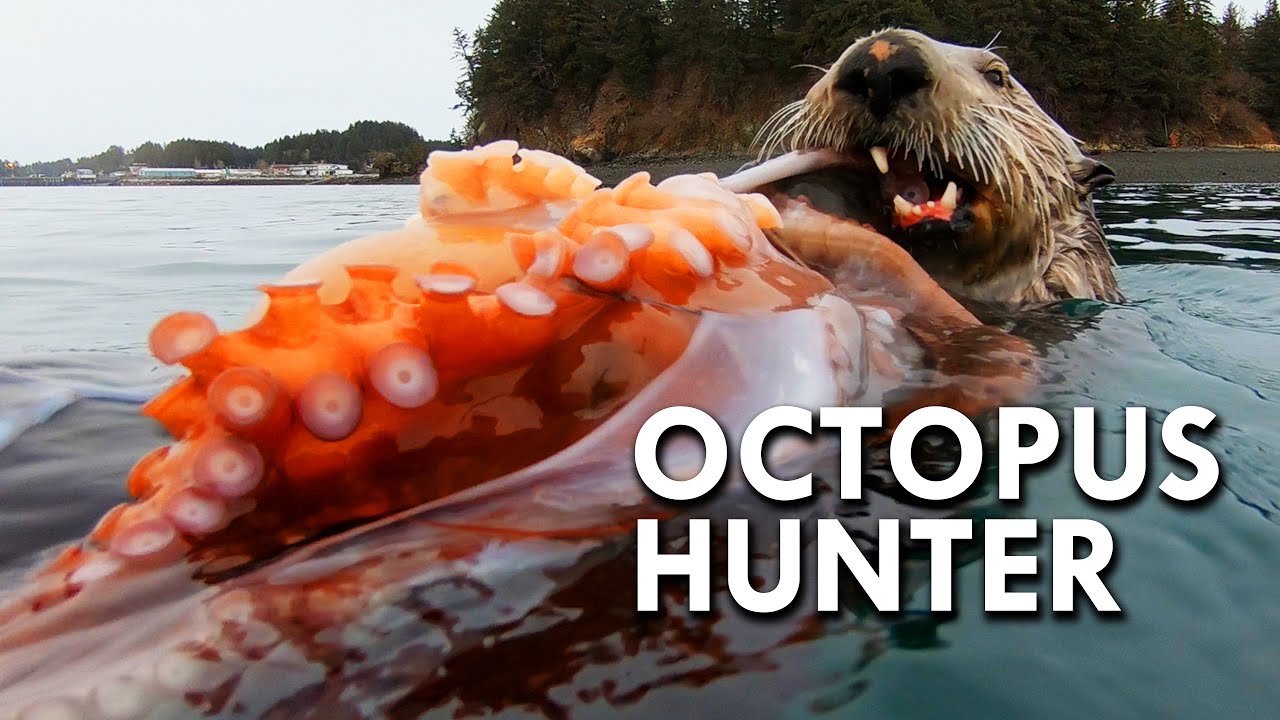 Sea Otter: The Octopus Hunter - YouTube
