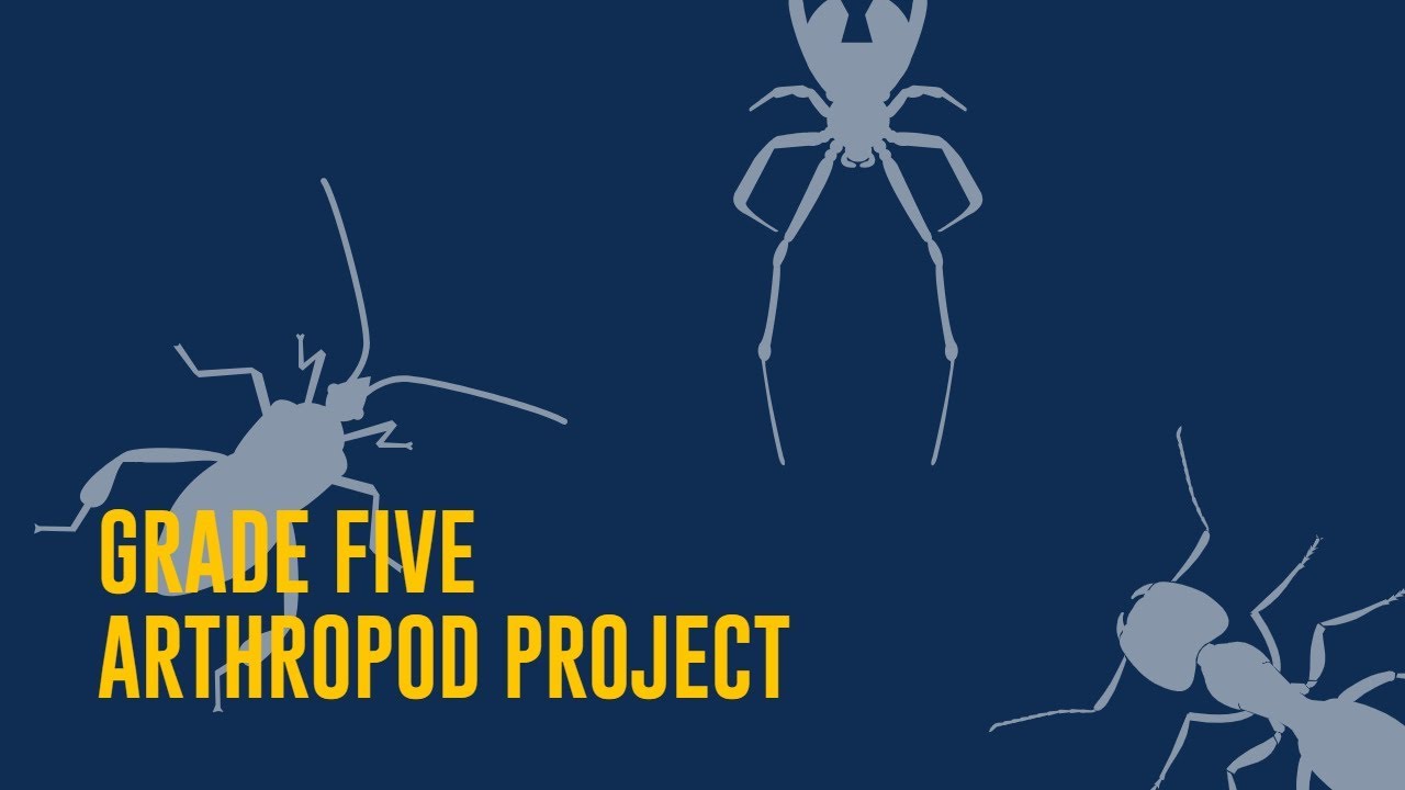 PVCA Grade Five Arthropod Project - YouTube