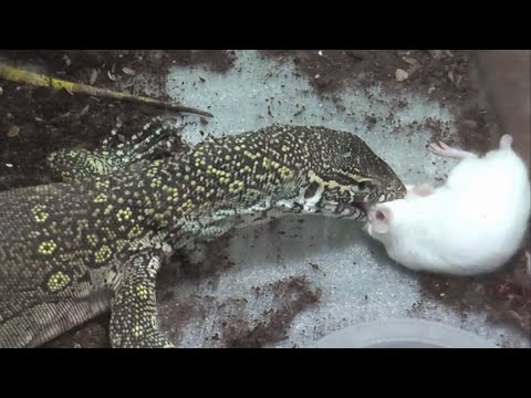Monitor lizard(nile monitor) challenge to eat large mouse《live feeding ...