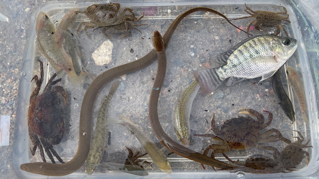 Give Giant Water Bugs The Creatures Fishing in the Lake. Small fish Eel ...