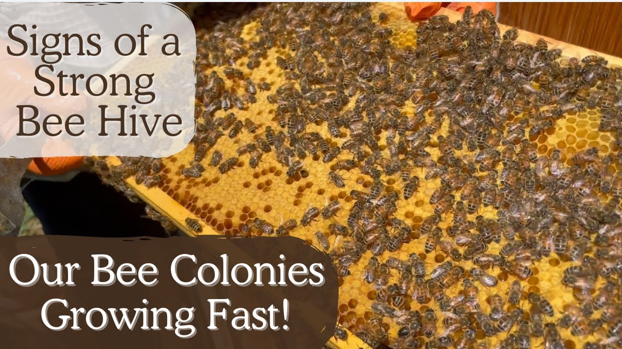 SIGNS OF A STRONG BEE HIVE COLONY | BEE HIVES | BEEKEEPING - YouTube