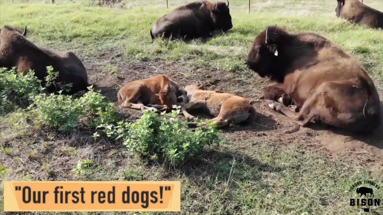 FIRST BISON CALVES at Cross Timbers Ranch! - YouTube