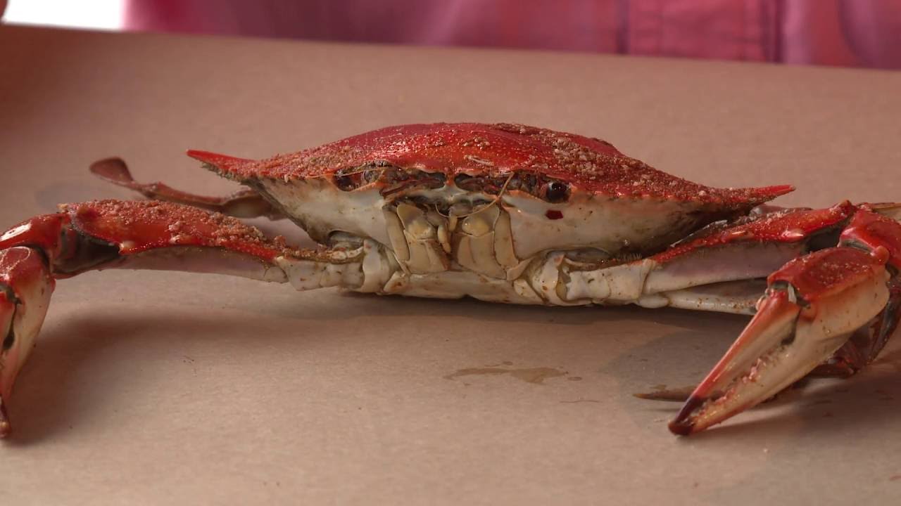 Picking Crabs the Proper Way with Bobby Abner - YouTube