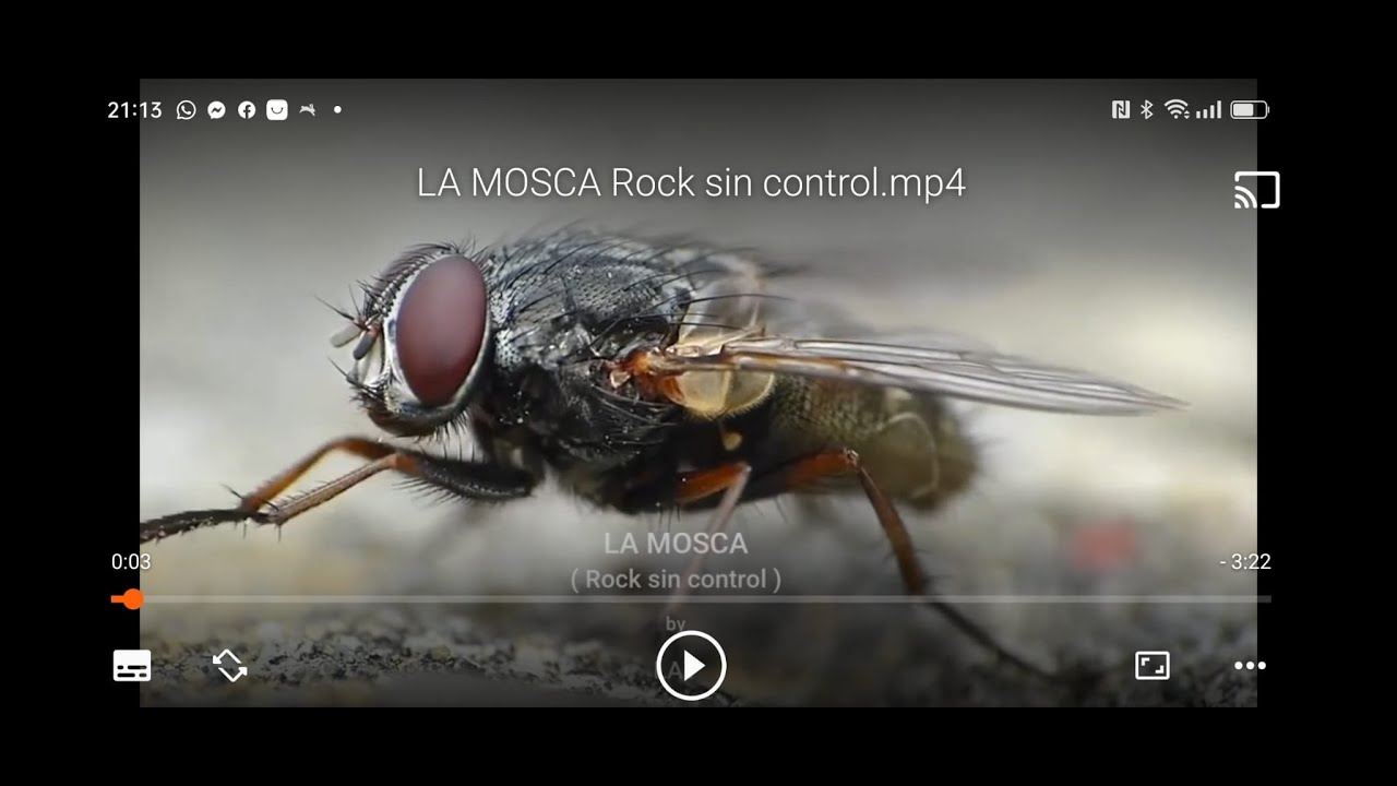 LA MOSCA Rock sin control - YouTube