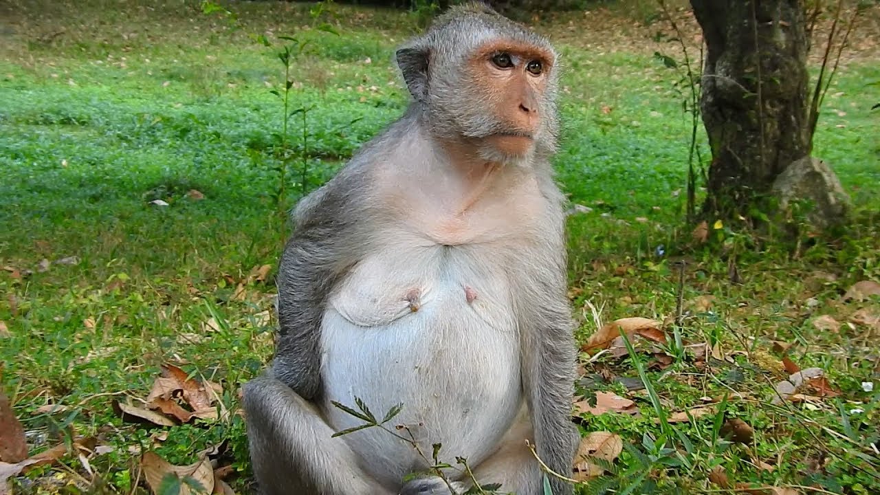 So surprise to see Jade's stomach very big, Big baby in her stomach ...