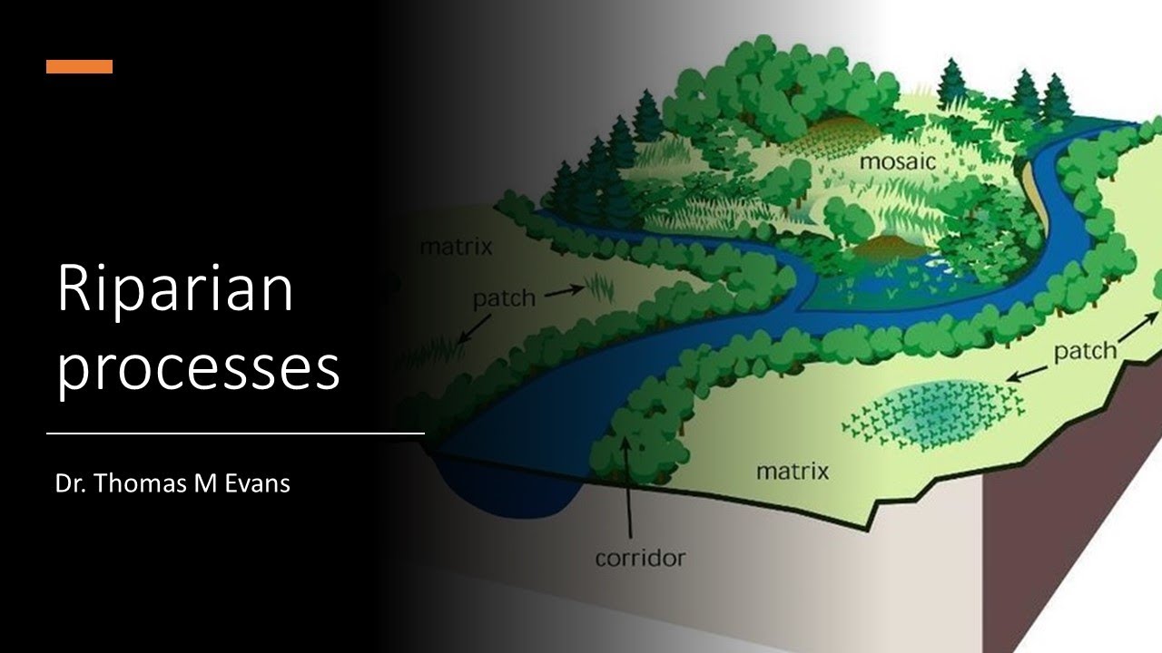07 Riparian processes - YouTube