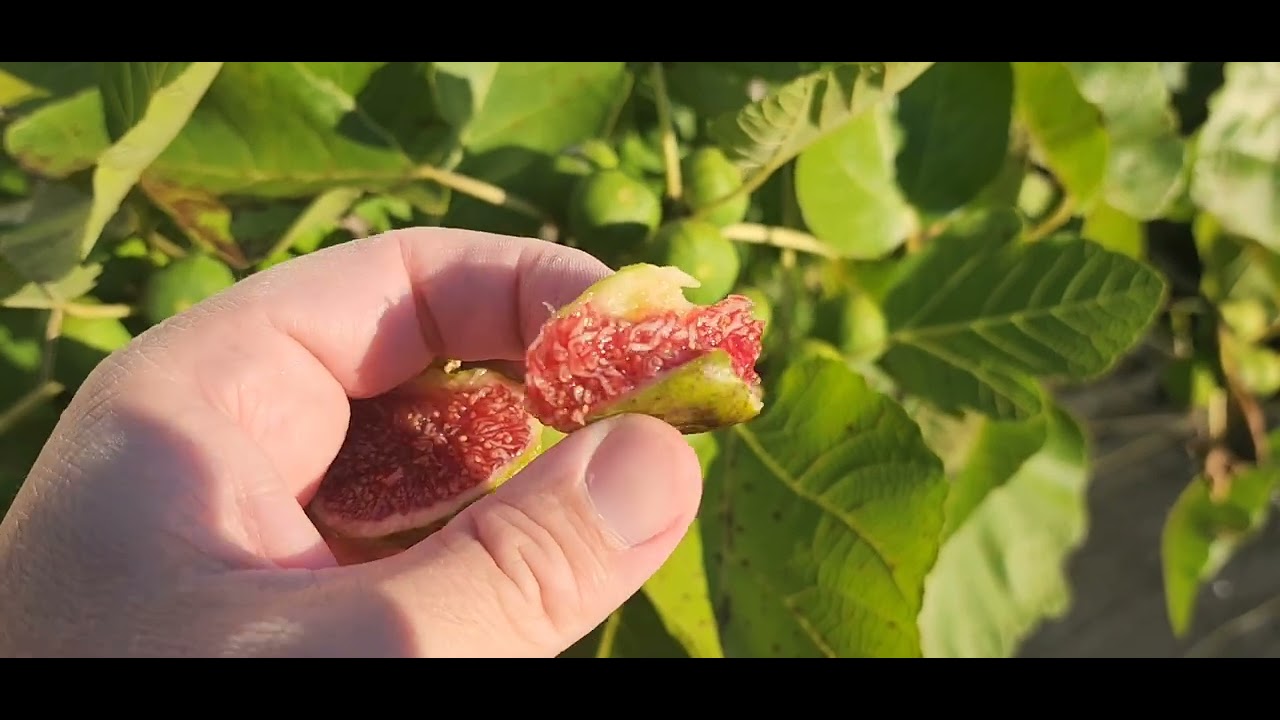 White Madeira Fig - YouTube