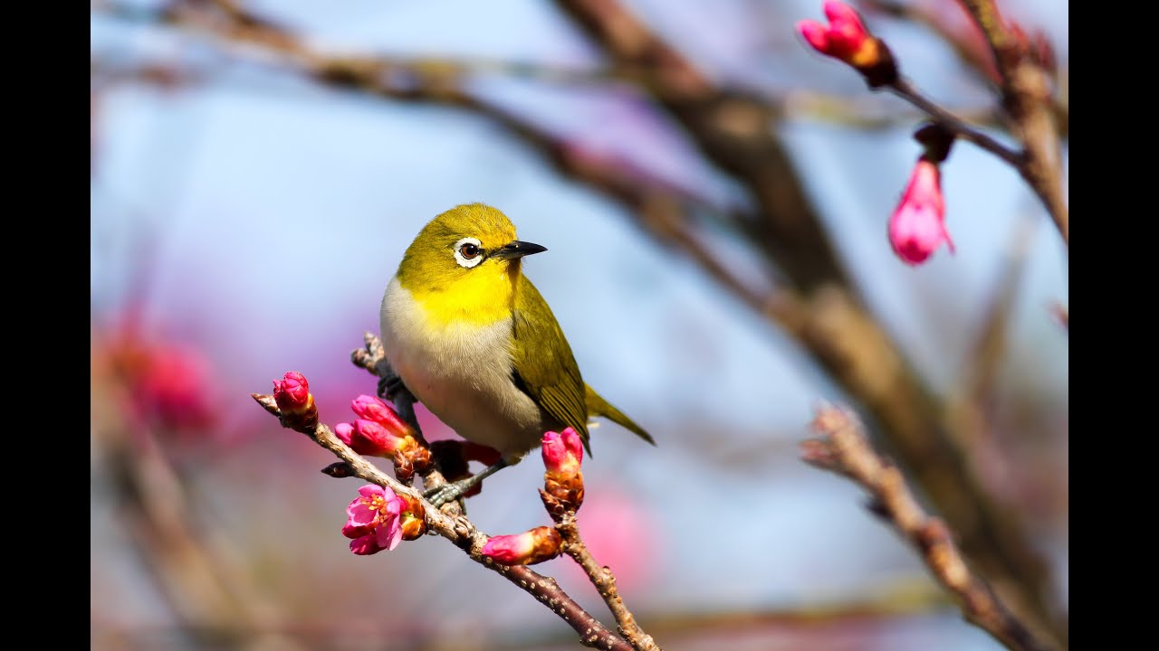 Peaceful Sounds Of Nature Relaxing Birds Chirping. Spring Meditation ...