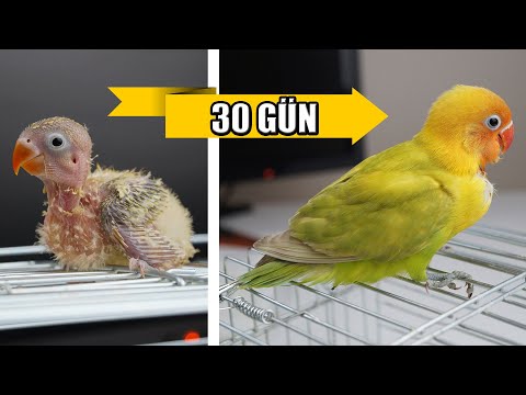 YAVRU CENNET PAPAĞANI İLK 30 GÜNÜ