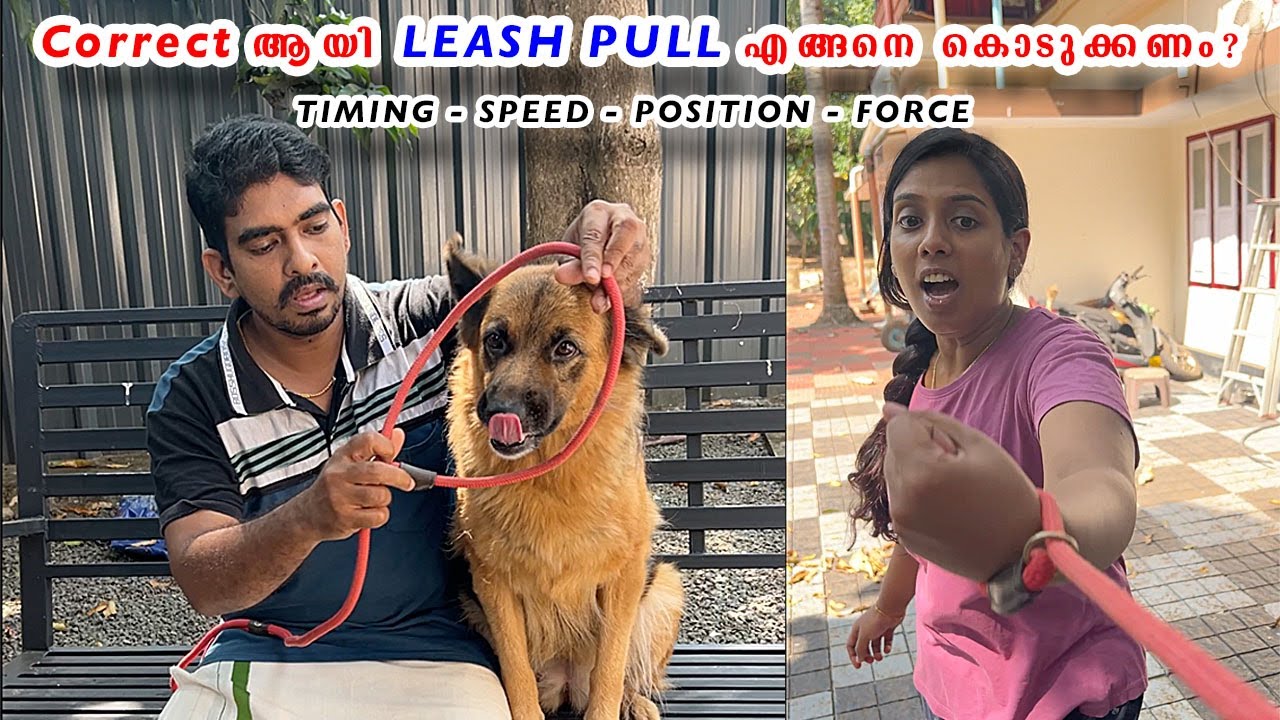 🦮 കറക്റ്റ് Leash Pull എങ്ങനെ കൊടുക്കണം? The Right Way to Give a Leash ...