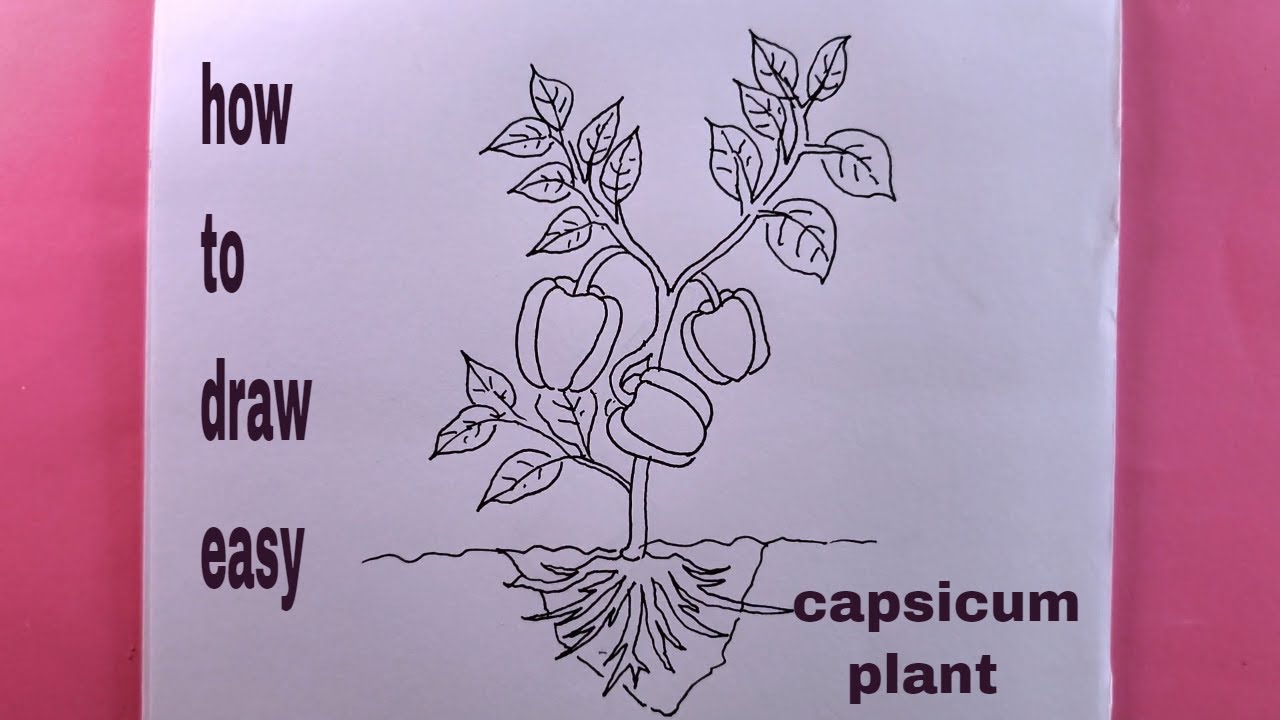 How to Draw a Capsicum Plant/How to Draw A Plant/Capsicum Plant Drawing ...