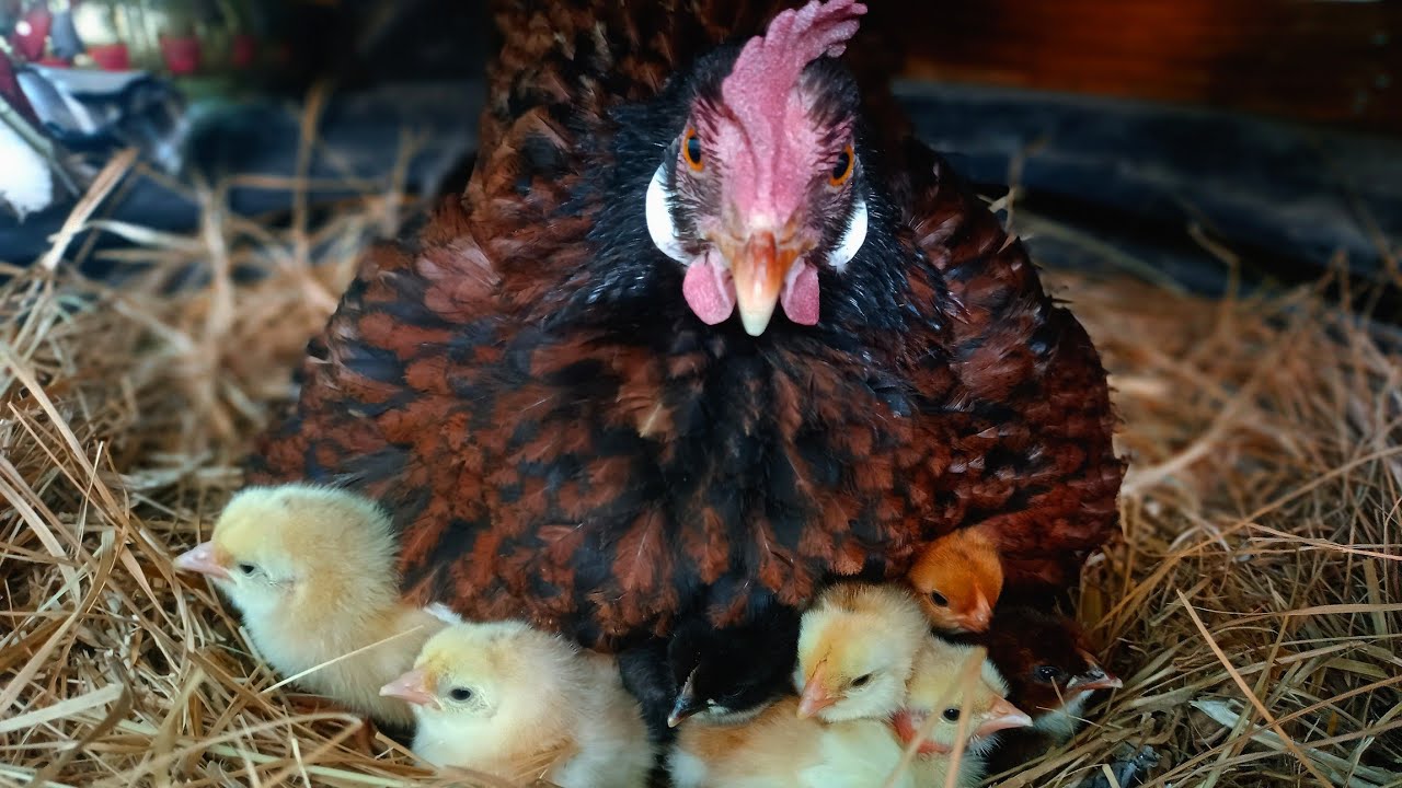 🐣my mini setup par murgi ne chicks nikal diye || hen harvesting eggs ...