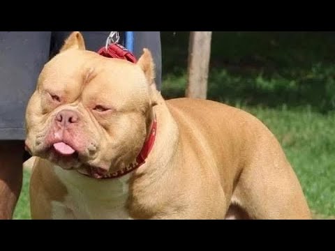 THE TRUTH!!! Is The Brazilian Pit Monster An XL American Bully Or A ...