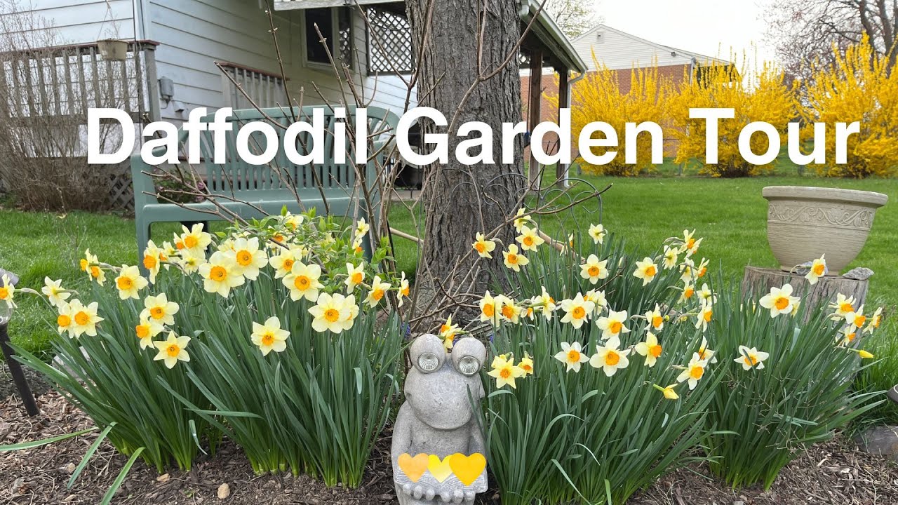 Daffodil Garden Tour 2024 - YouTube
