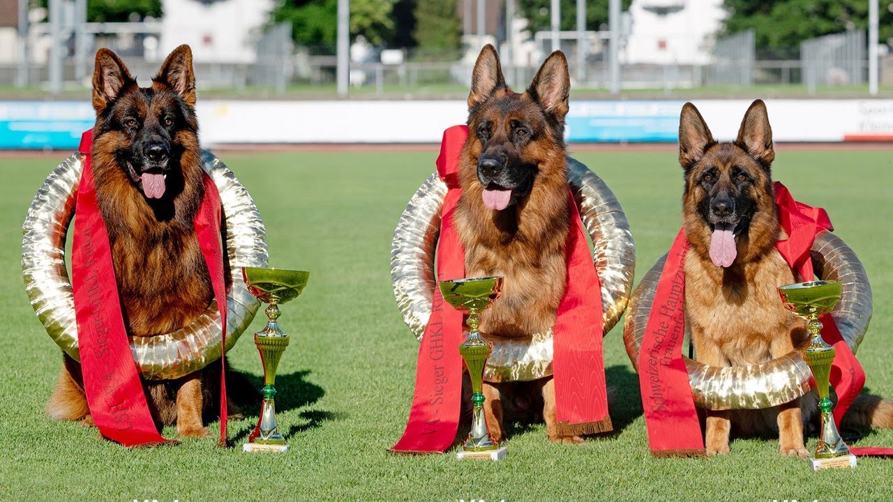 Schweizerische Hauptzuchtschau Deutscher Schäferhunde vom 25. Juni 2022 ...