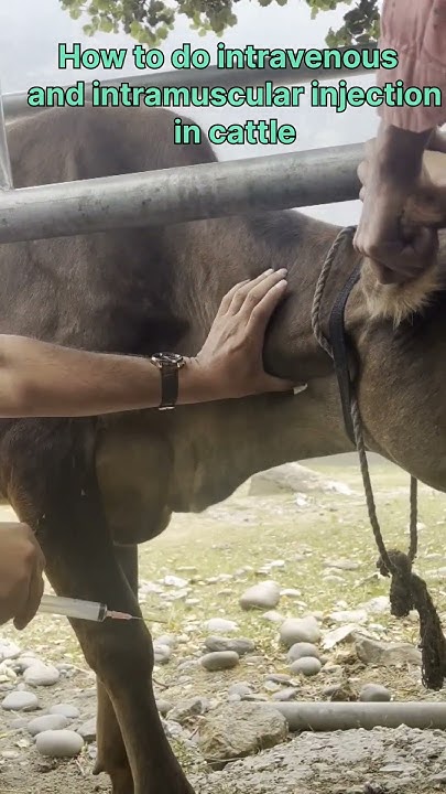 Intravenous and intramuscular injection in cattle - YouTube