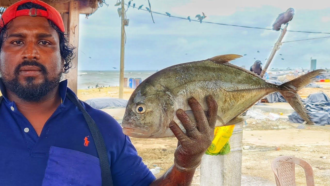 Huge Trevally Fish Cutting Skill | Yellowfin Trevally Fish | Mr.Sampath ...