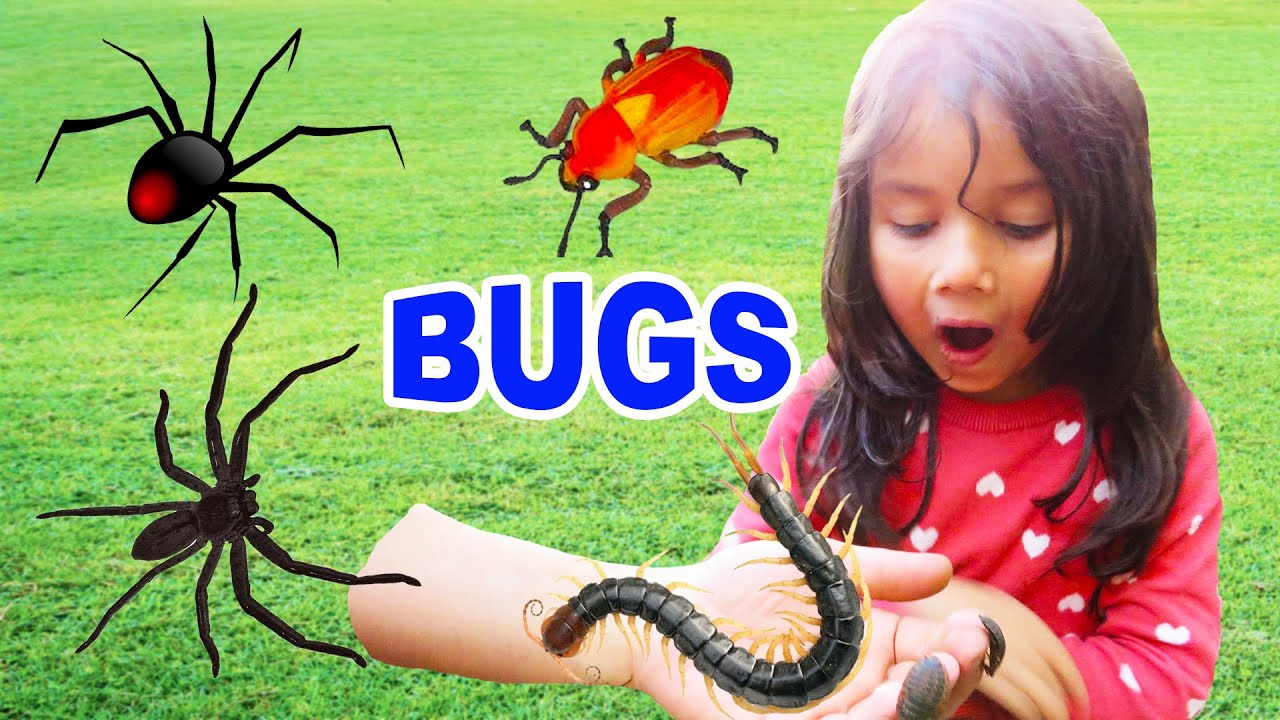 Campfire Kids Bug Hunt With Zoe Spiders Millipedes Beetles COCKROACHES ...