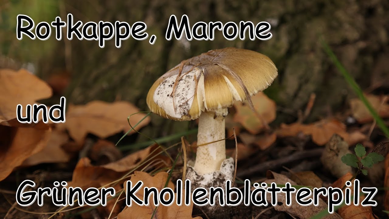 Rotkappe, Marone und Grüner Knollenblätterpilz - Pilze suchen Ende ...