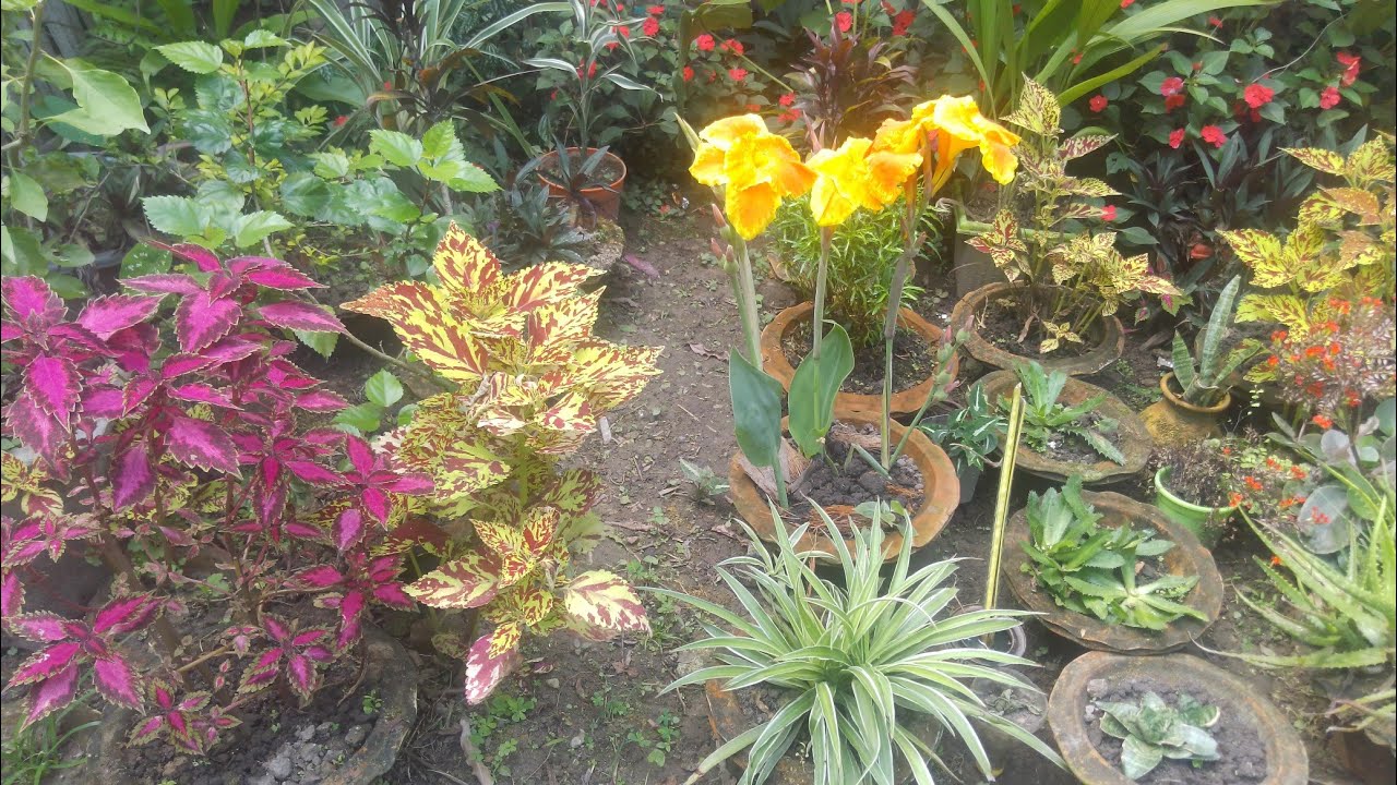 flower plantation in cement pots ||flower plantation at home - YouTube