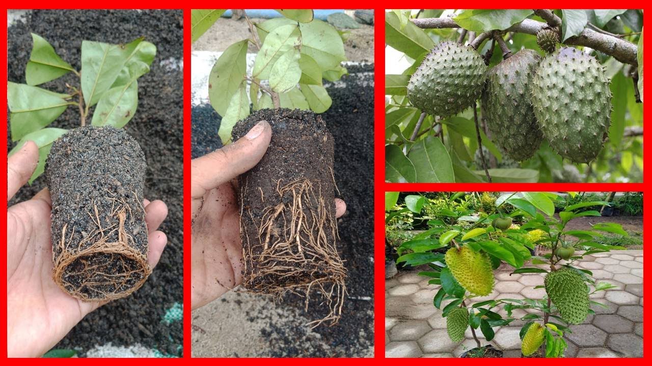 The best way to plant a soursop tree with stem cuttings 100% rooted ...