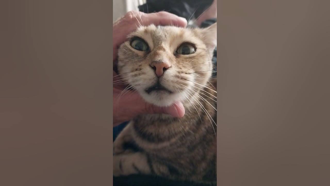 Precious Pussycat Show Cat Therapy Cat Catlover Purrfect Youtube