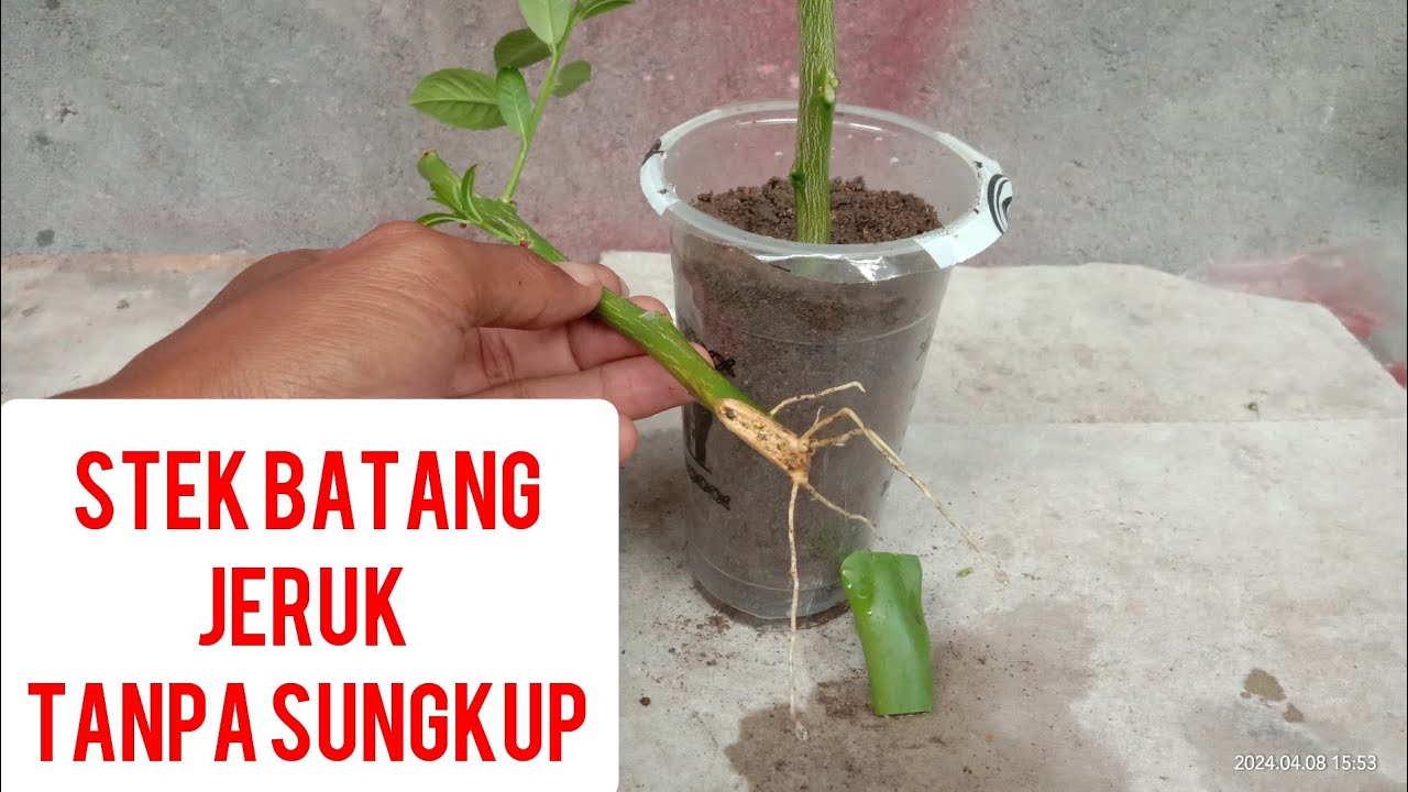 CARA STEK BATANG JERUK LEMON - YouTube