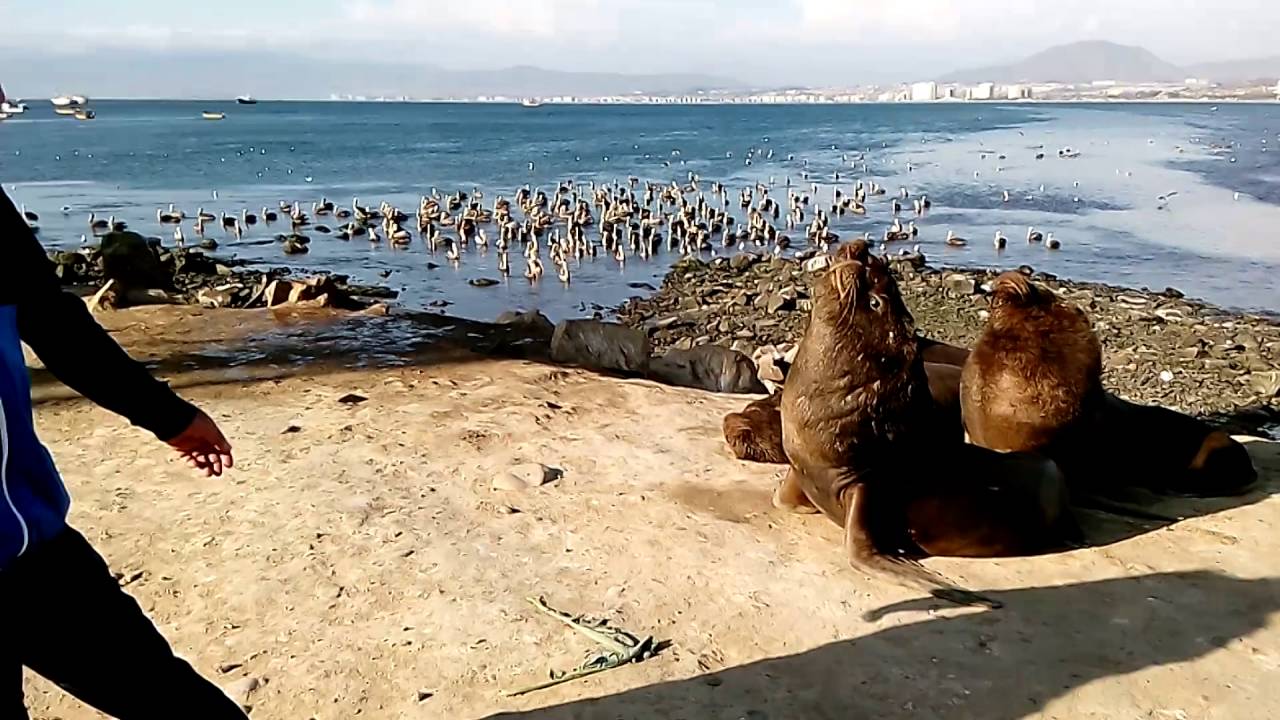 Animal sal baje casi muerde a el pelao - YouTube