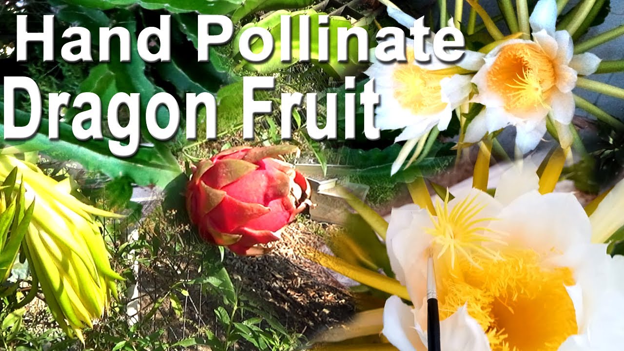 How to Grow Dragon Fruit Hand Pollinate - TIPS on Care Propagate ...