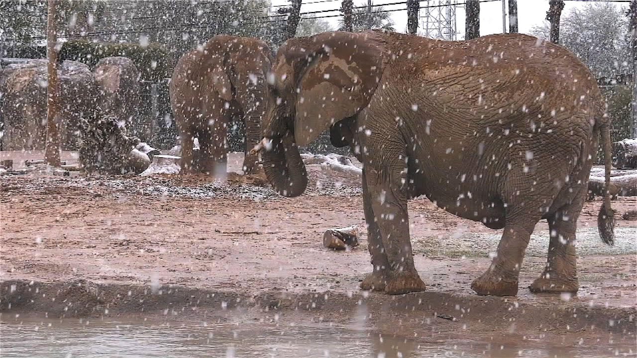 Elephants have unforgettable day in Arizona snow - YouTube