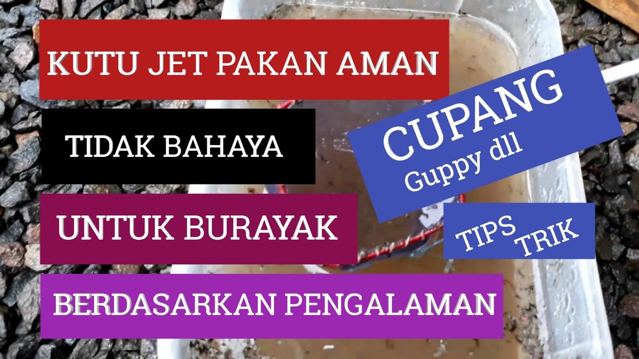 Kutu jet untuk pakan burayak ikan cupang - YouTube