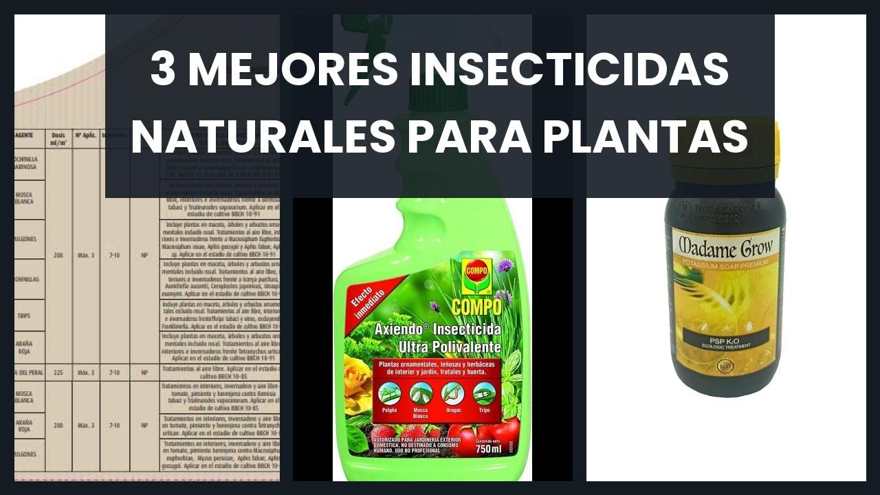 Insecticida natural para plantas: 3 mejores insecticidas naturales para ...