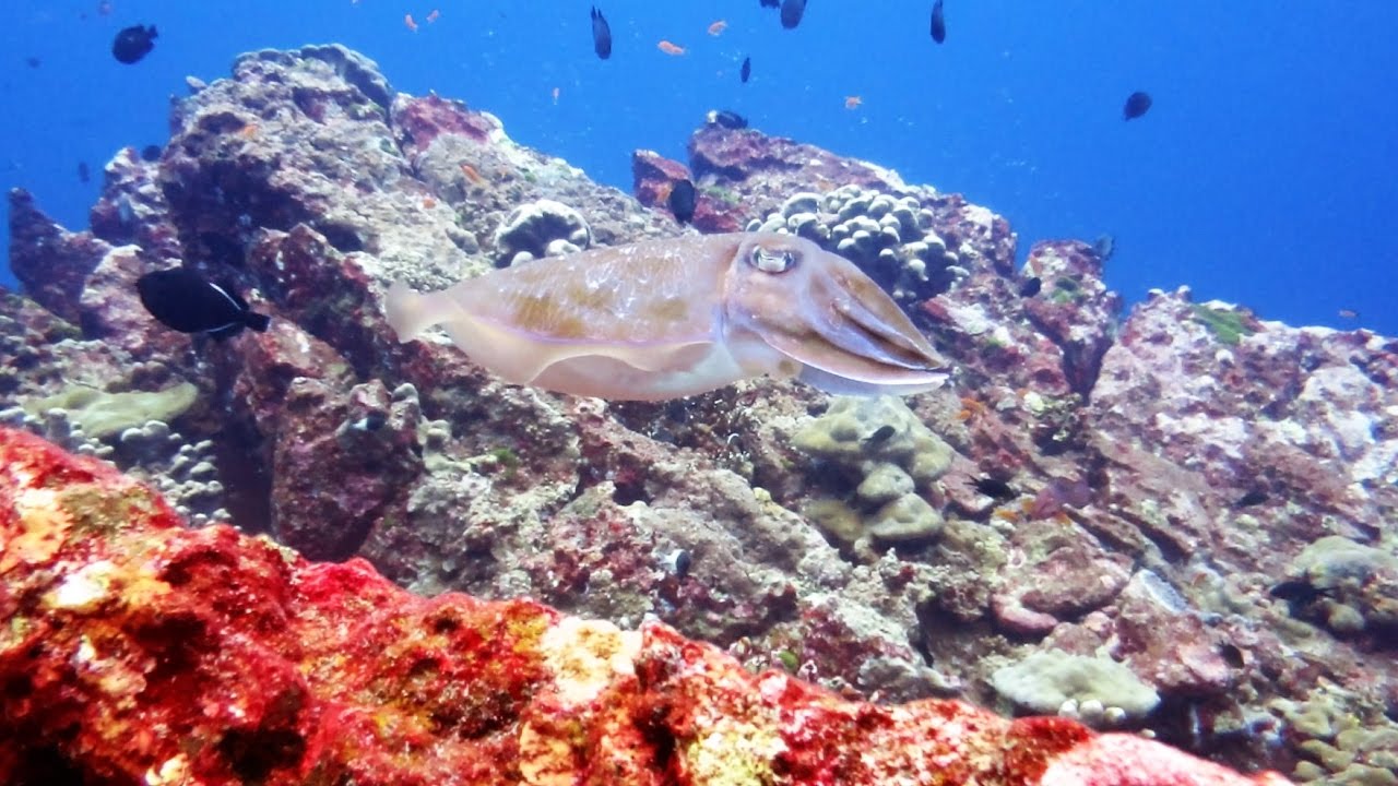 SCUBA DIVING SIMILAN ISLANDS - Liveaboard Day 1 - YouTube