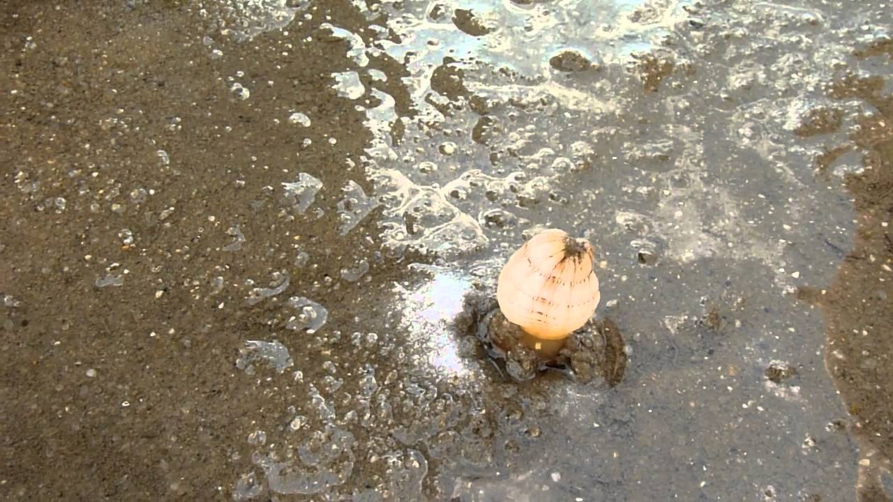 RAZOR CLAM (with salt)- TROIA 2012 (Portugal) - YouTube